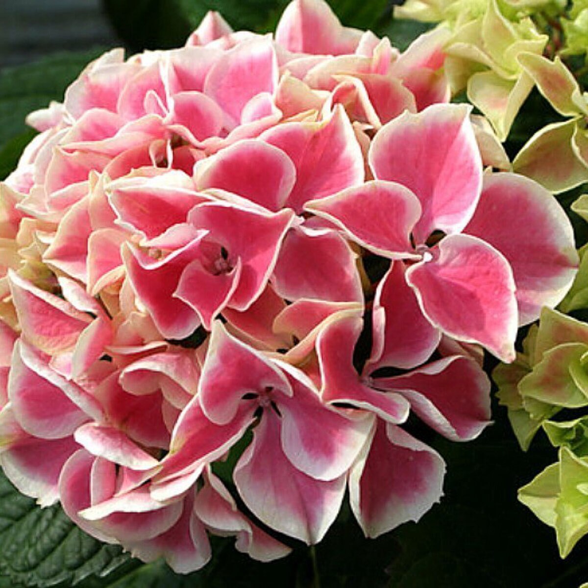 Hydrangea macrophylla Edgy Hearts Proven Winners Big Leaf Hydrangea ...