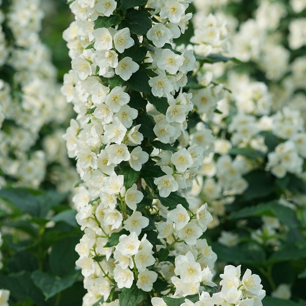 Philadelphus Coronarius Illuminati Tower Mock Orange | SiteOne US