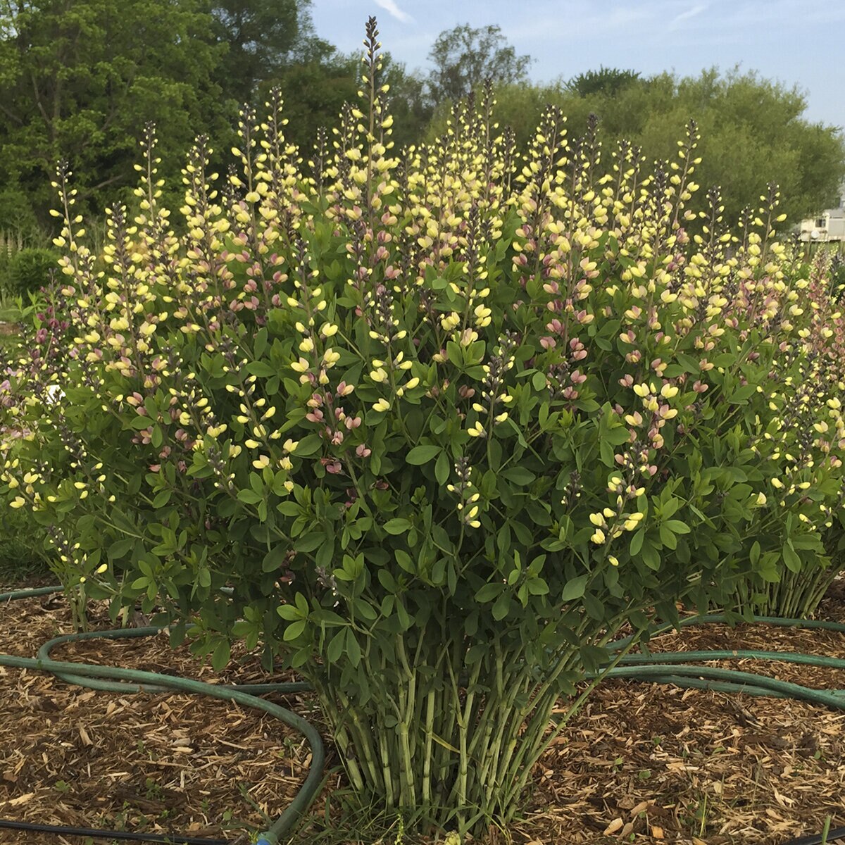 Baptisia X Decadence Pink Lemonade False Indigo | SiteOne