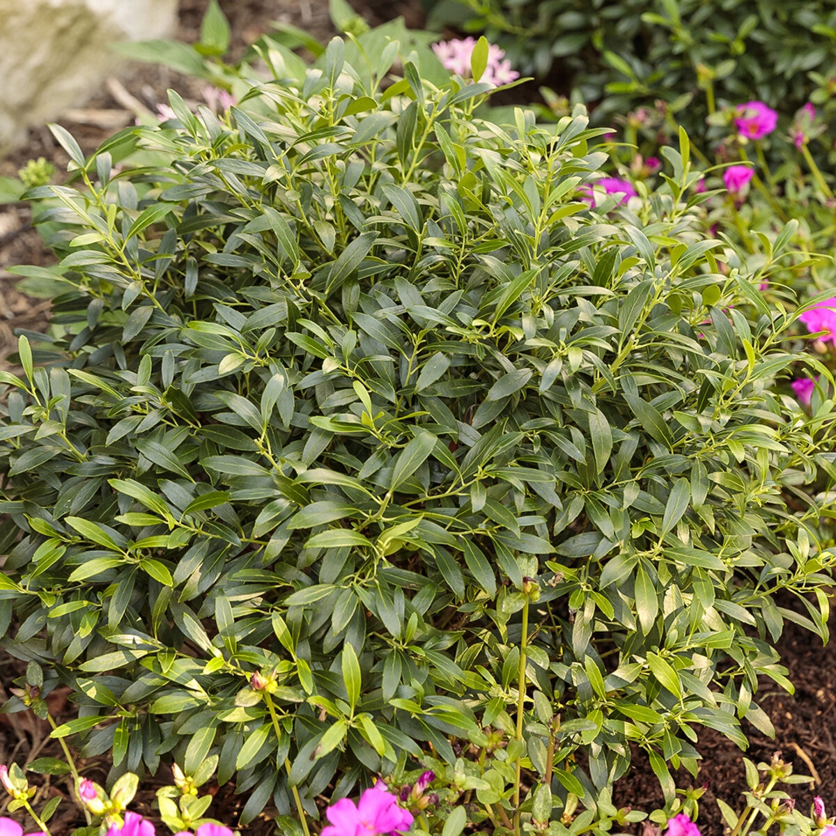 Ilex Glabra Color Choice Gem Box Inkberry Holly | SiteOne US