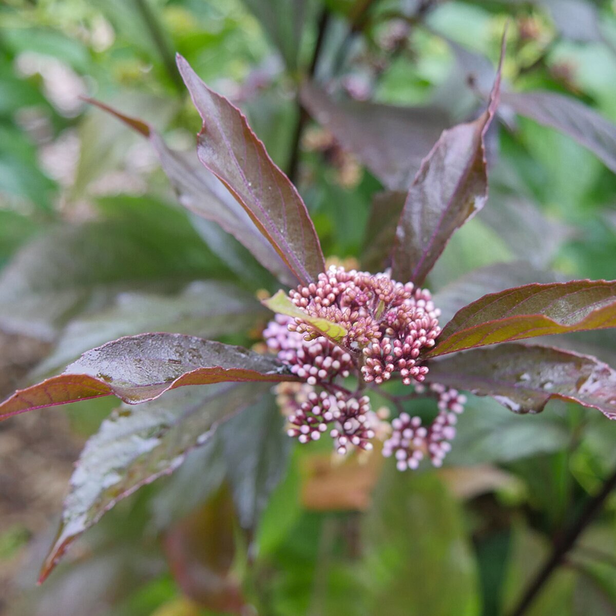 Callicarpa x Color Choice Pearl Glam Proven Winners Beautyberry ...