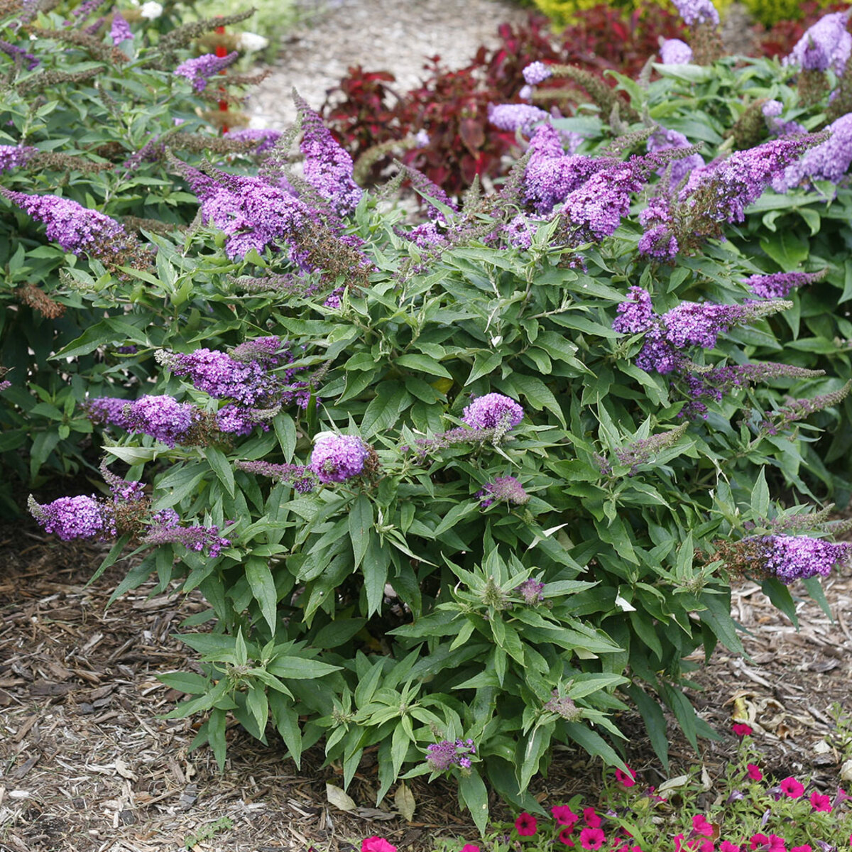 Buddleja x Color Choice Pugster Periwinkle Proven Winners Butterfly ...