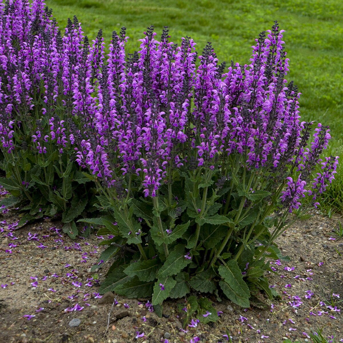Salvia x Color Spires Back to the Fuchsia Proven Winners Sage | SiteOne US