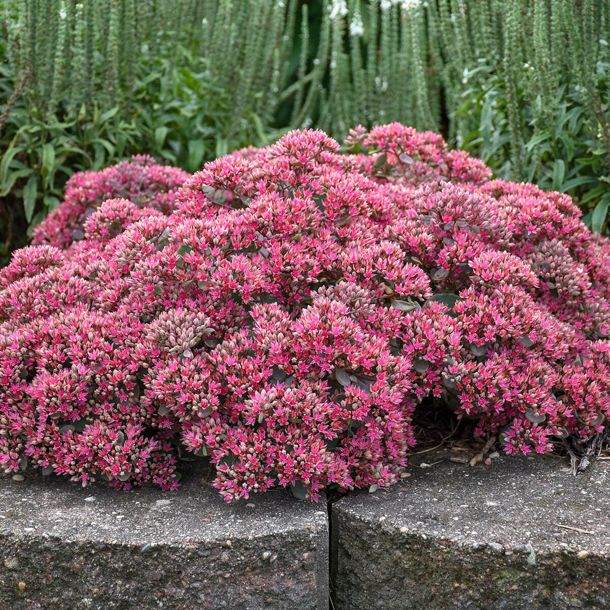 Sedum X Rock N Round Popstar Stonecrop | SiteOne