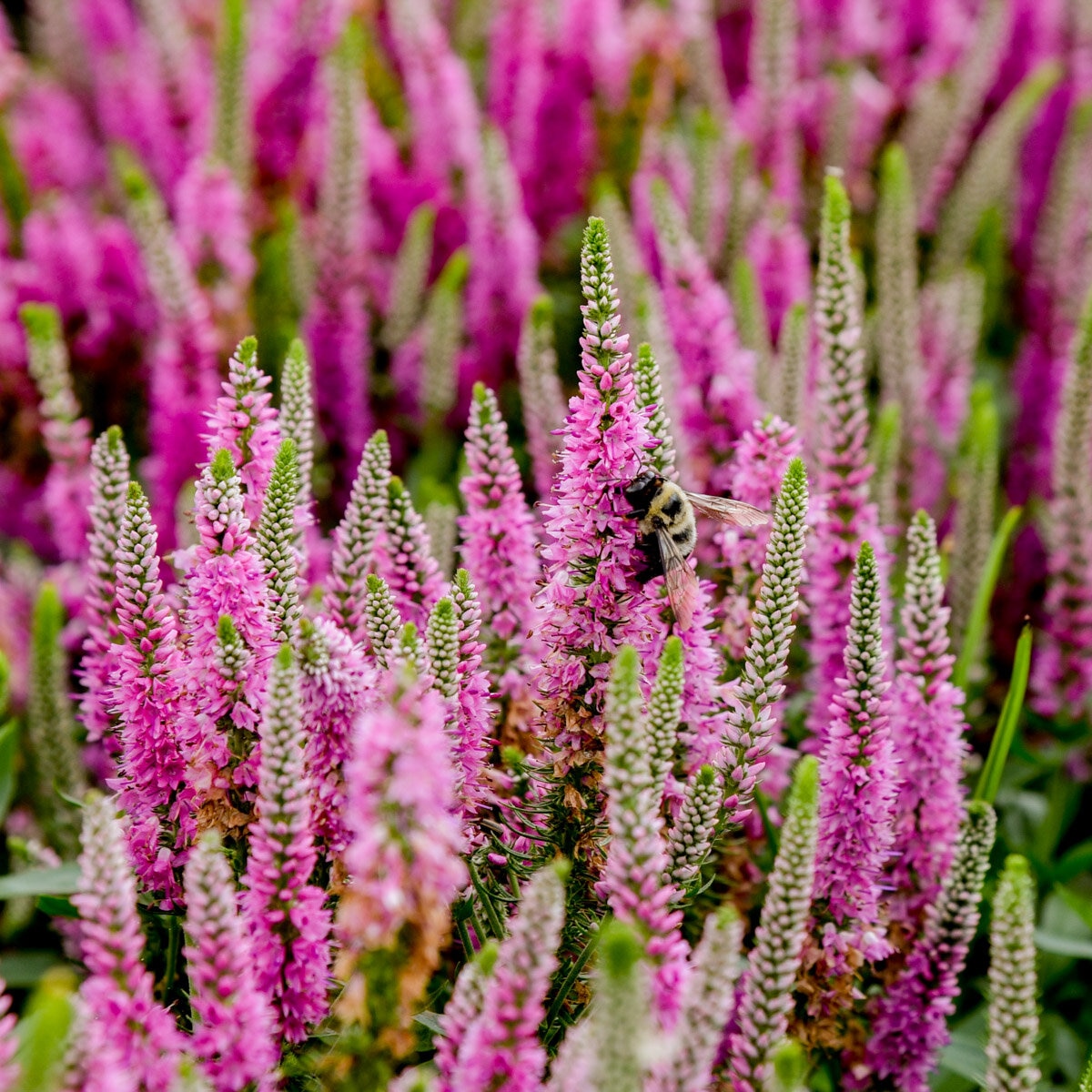Veronica x Magic Show Pink Potion Proven Winners Speedwell | SiteOne US