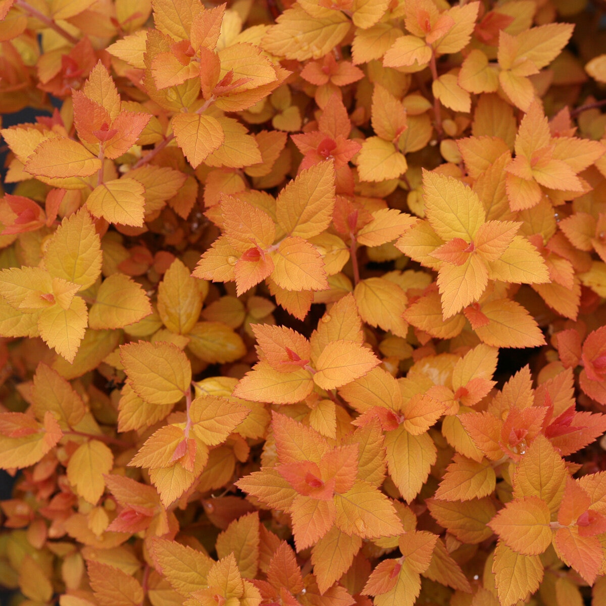 Spiraea japonica Double Play Candy Corn Proven Winners Japanese Spirea ...