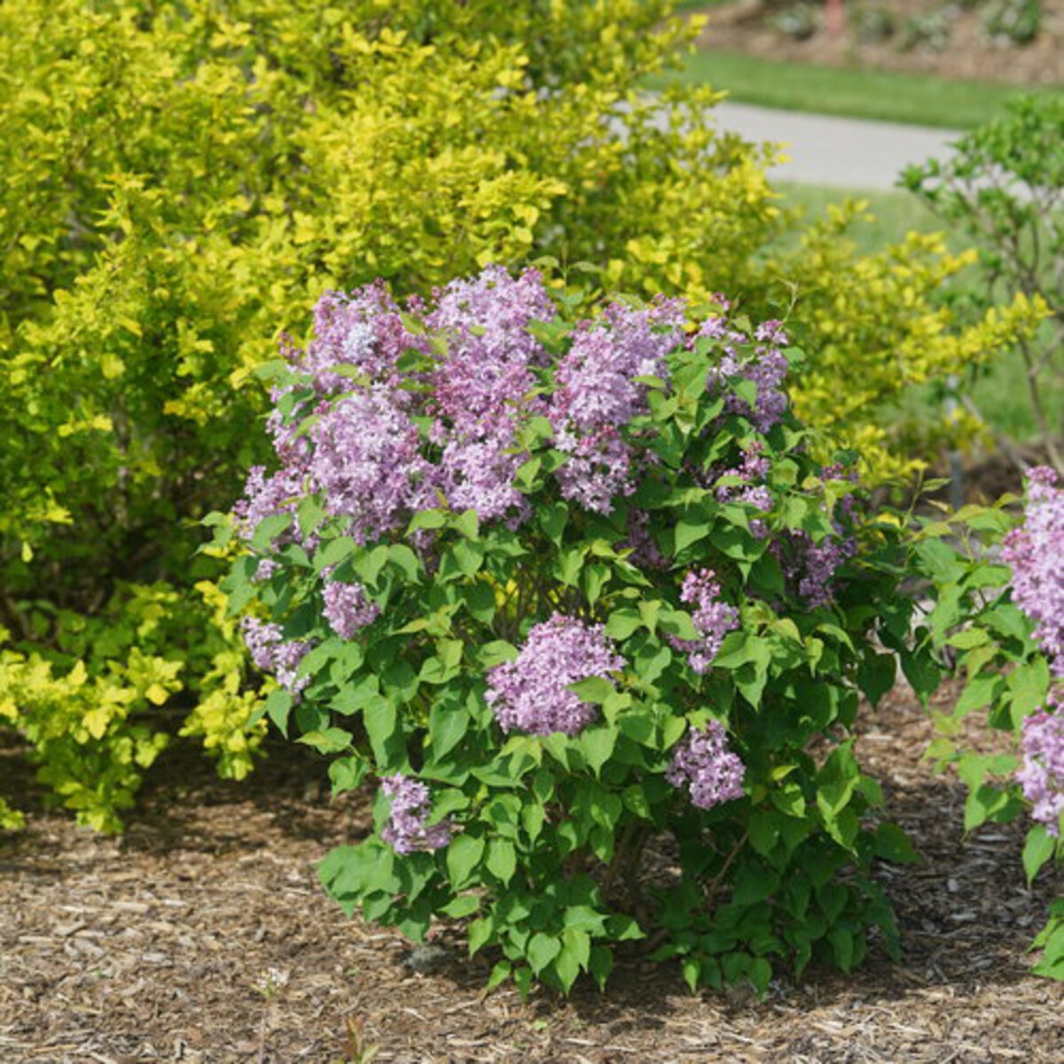 Syringa x hyacinthiflora Scentara Pura Proven Winners Lilac | SiteOne US