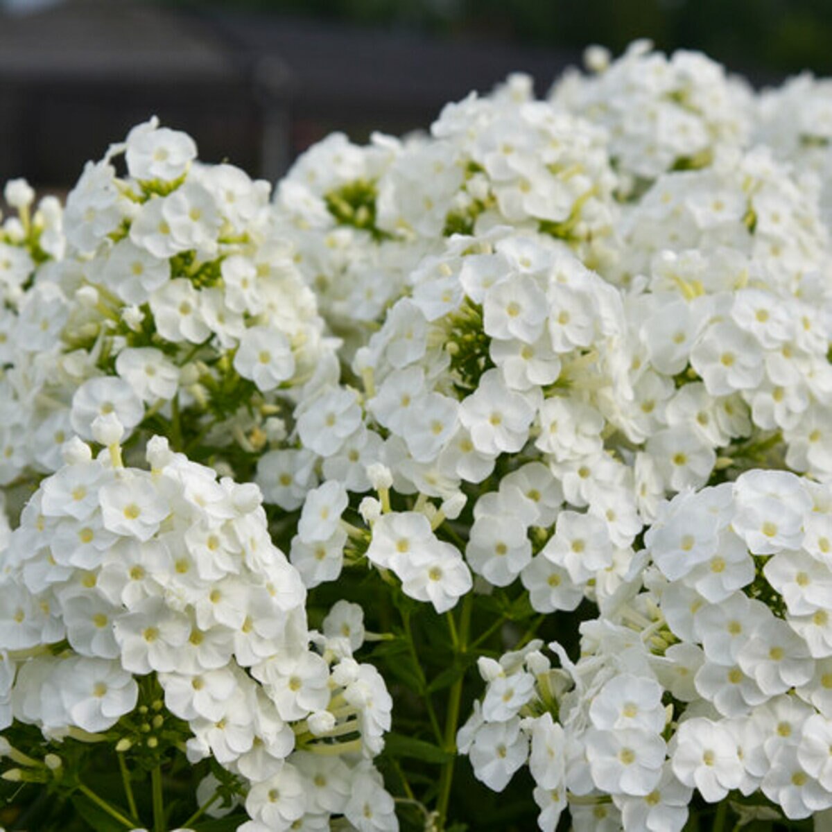 Phlox paniculata Luminary Backlight Proven Winners Tall Phlox | SiteOne US