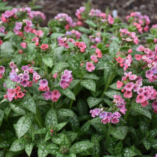 Pulmonaria X Pretty in Pink Lungwort | SiteOne