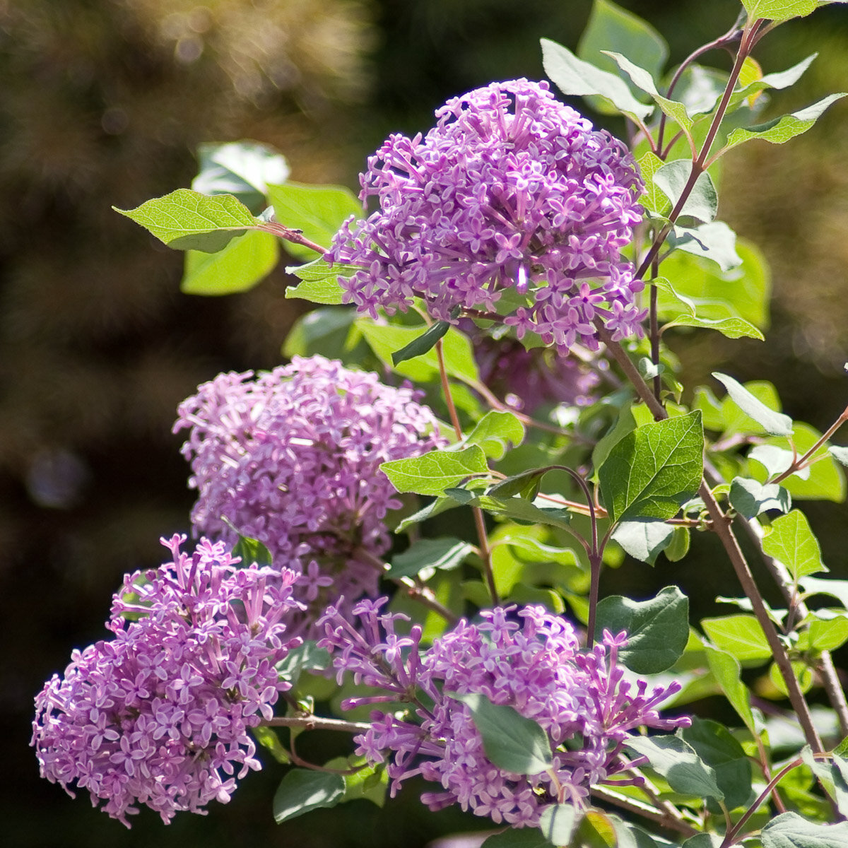 Syringa x pubescens Bloomerang Purpink Proven Winners Lilac | SiteOne US