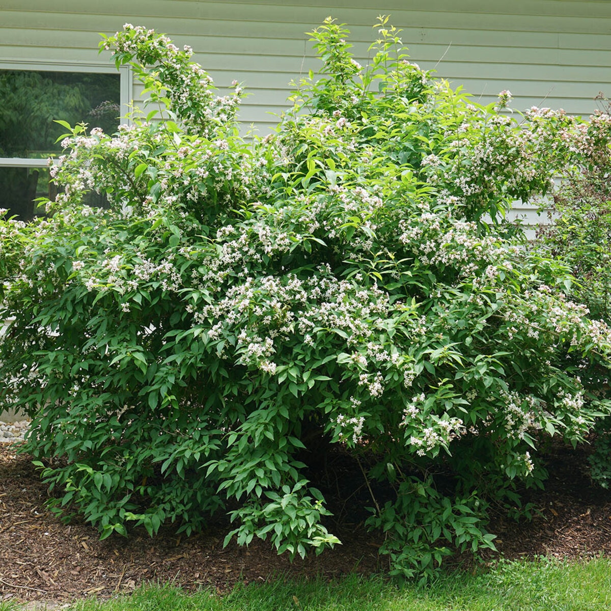 Zabelia tyaihyoni Sweet Emotion Proven Winners Fragrant Abelia | SiteOne US