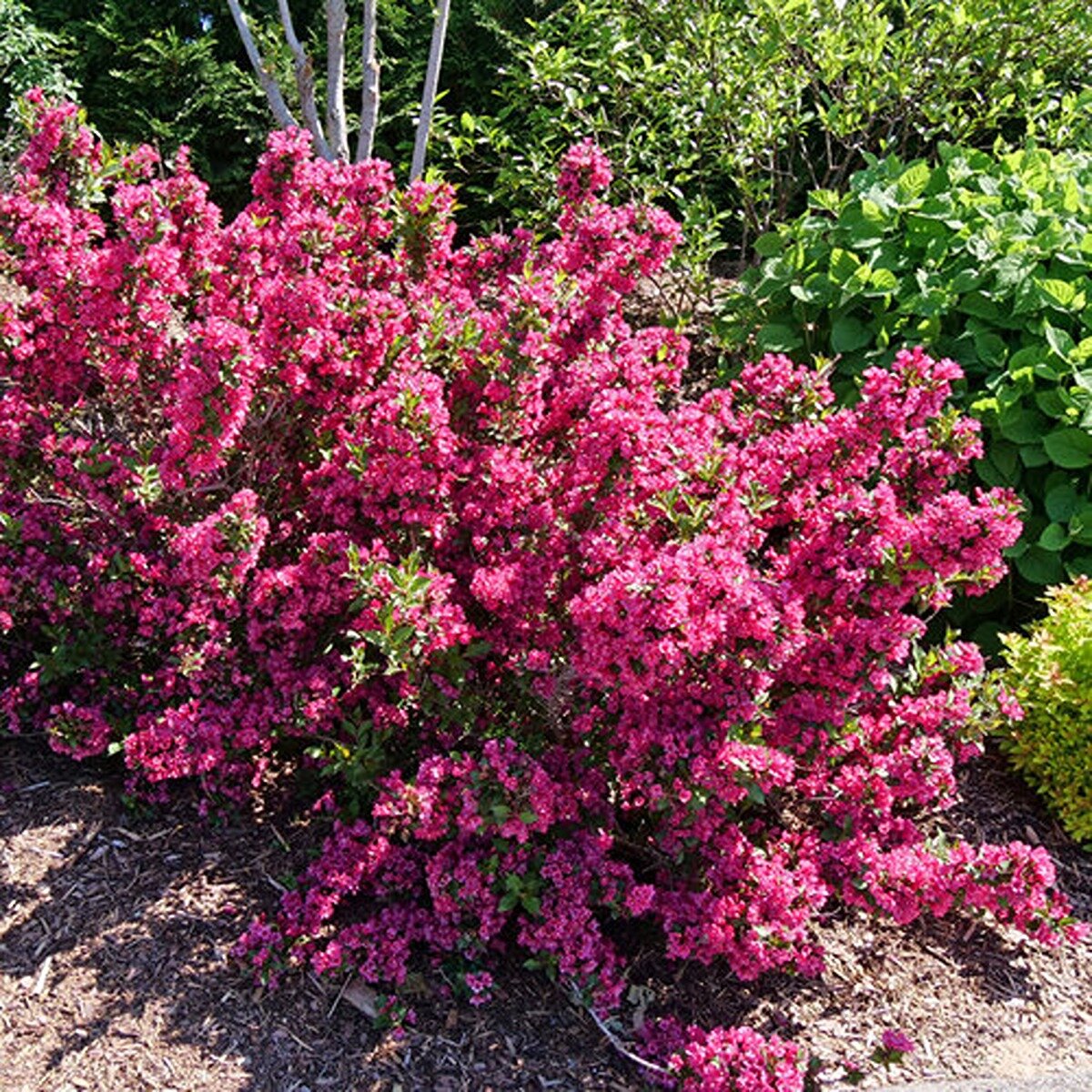 Weigela florida Sonic Bloom Punch Weigela | SiteOne US