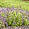 Nepeta hybrid Lemon Purrfection Catmint | SiteOne US