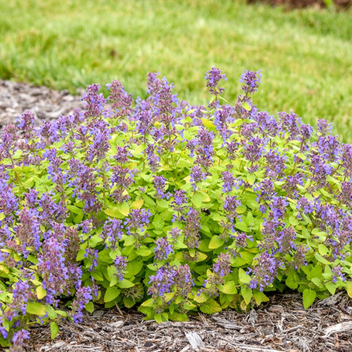 Nepeta hybrid Lemon Purrfection Catmint | SiteOne US