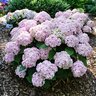 Hydrangea macrophylla Wee Bit Innocent Big Leaf Hydrangea | SiteOne US