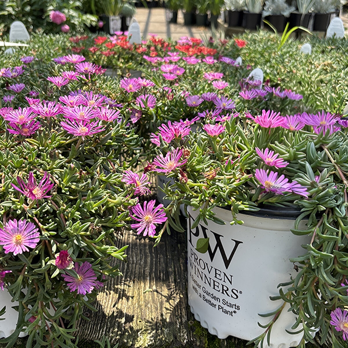 Delosperma hybrid Kaleidoscope Orchid Flash Proven Winners Ice Plant ...