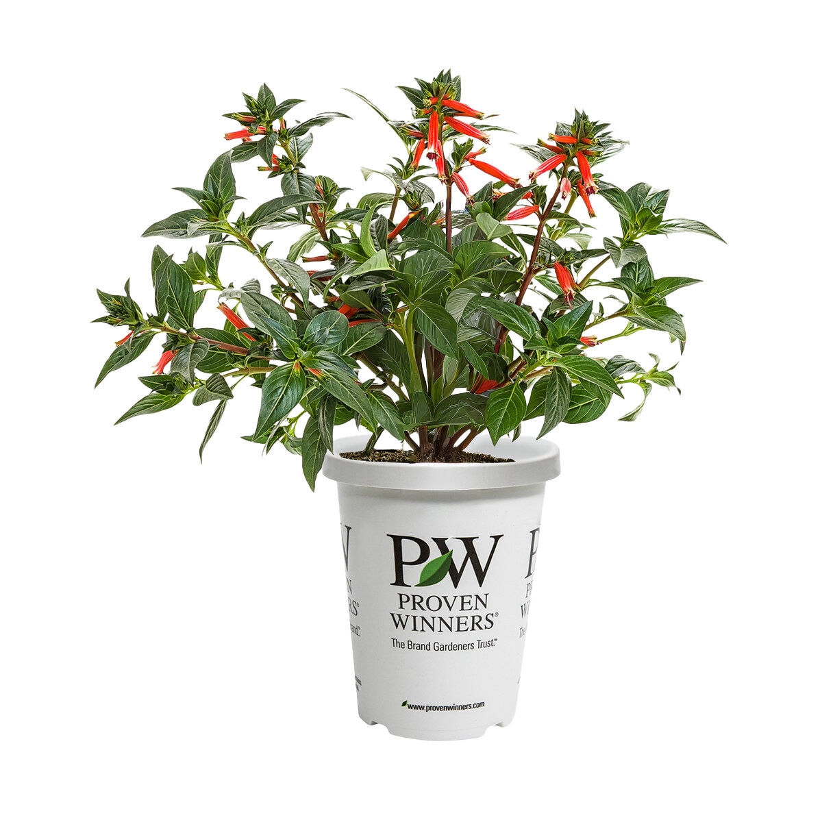 Cuphea hybrid Vermillionaire Proven Winners Firecracker Plant | SiteOne US