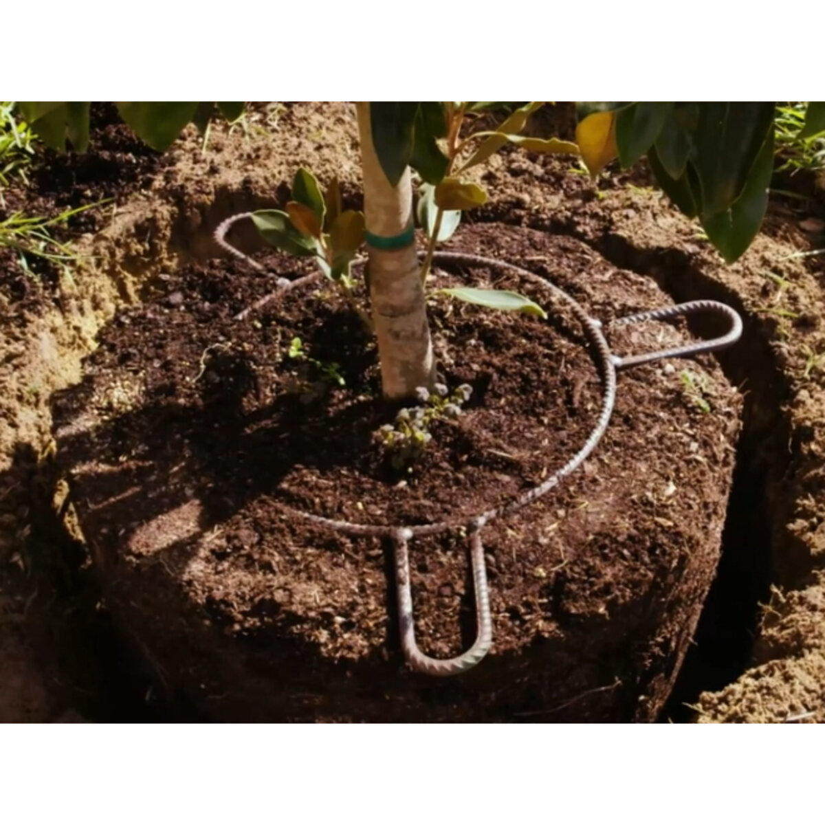 Treestake Solutions Root Anchor - Below Grade Tree Stake for 15 gal ...