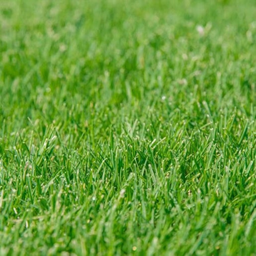 Bermuda Sod Tifway 419 Bermudagrass (450 sq. ft. - 160 | SiteOne