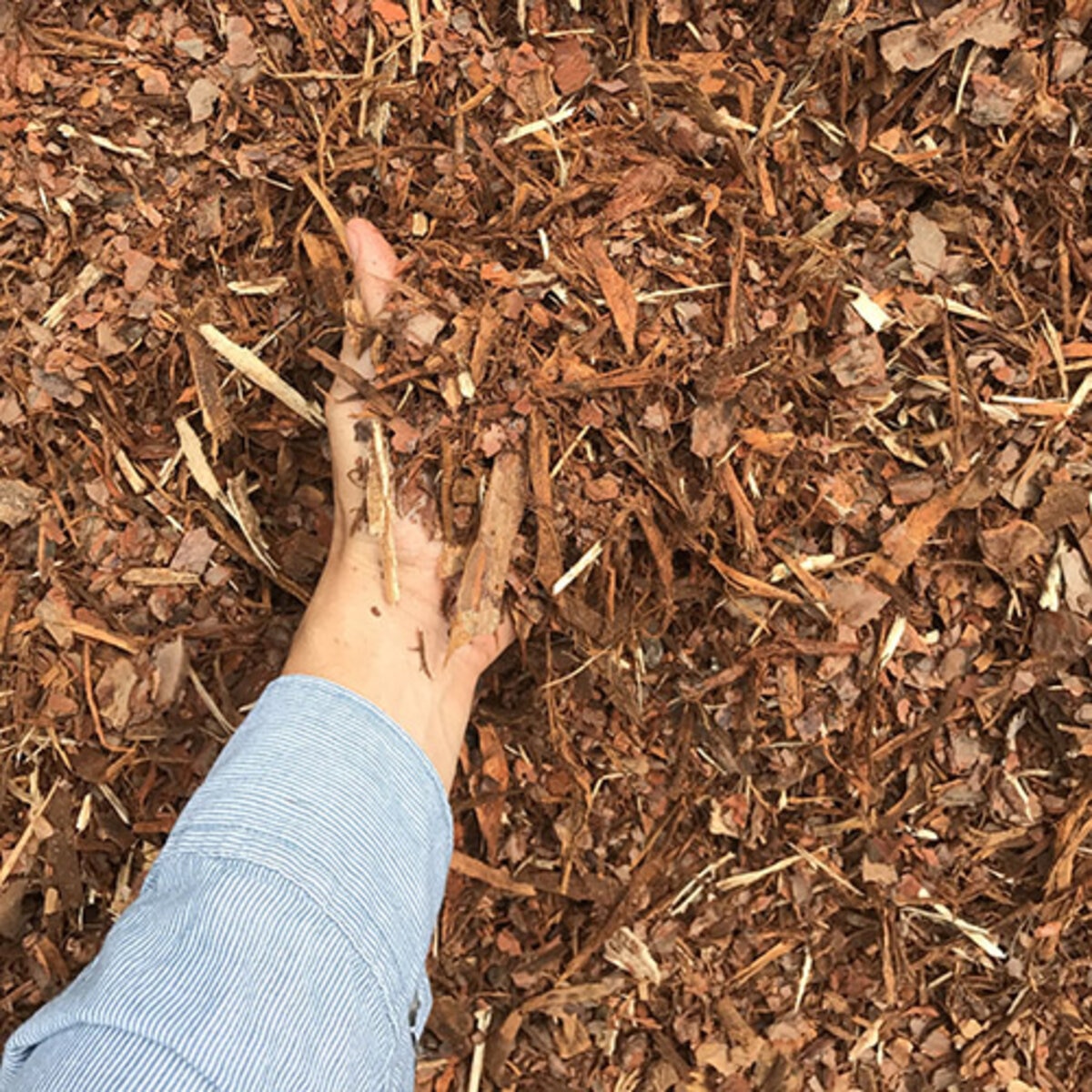 Shredded Pine Mulch Bulk (per cu. yd.) | SiteOne US