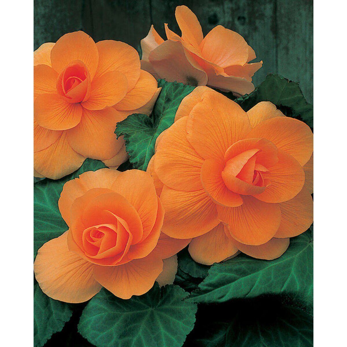 Begonia Bulb Superba Salmon Double Begonia | SiteOne US