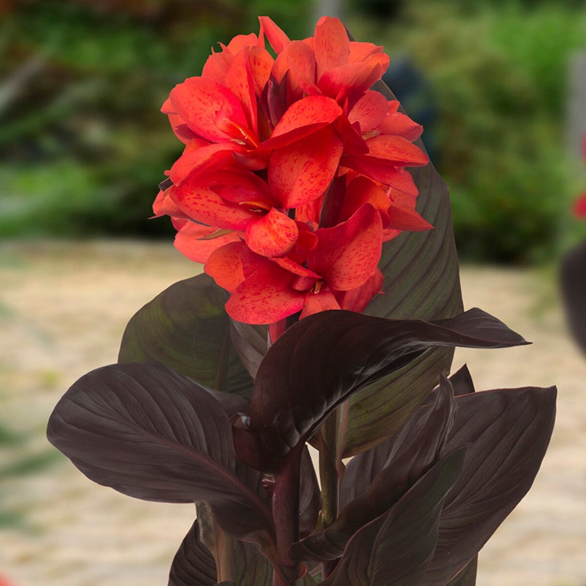 Canna Bulb CannaSol Happy Julia Canna Lily 3/5 Eye | SiteOne US