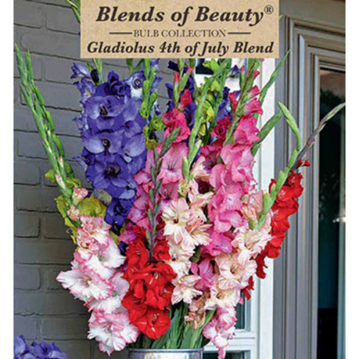 Gladiolus Bulb 4th of July Blend Sword Lily | SiteOne US