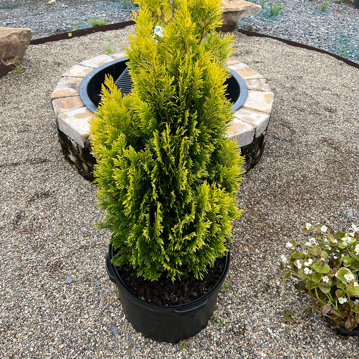 Thuja Plicata Forever Goldy Arborvitae | SiteOne US