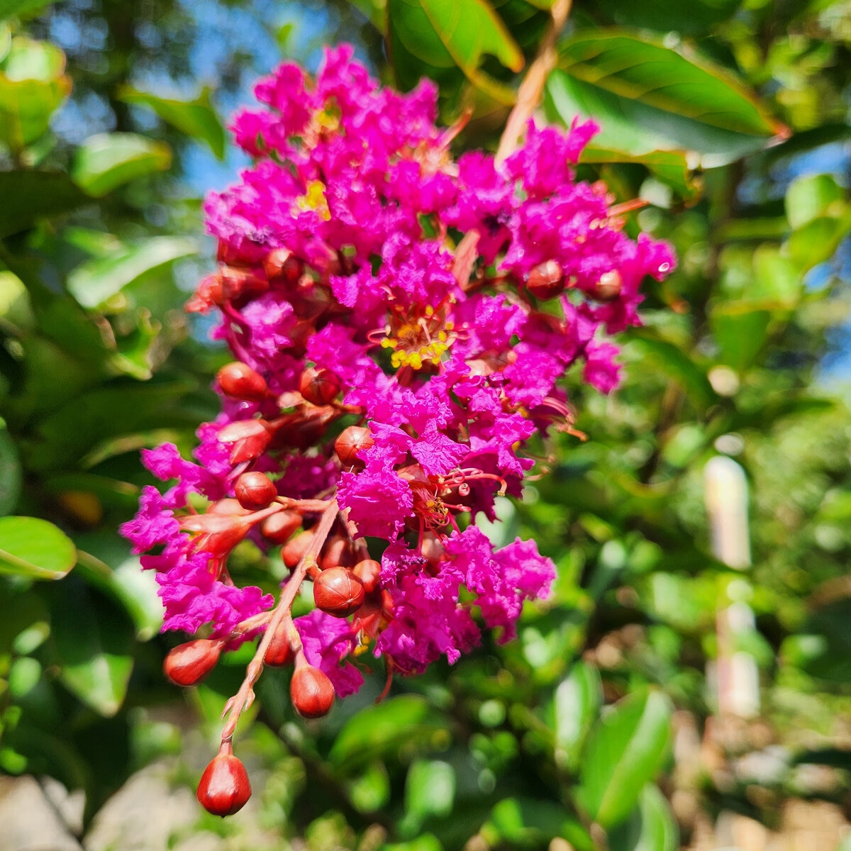 Lagerstroemia indica Miss Sandra Southern Living Crape Myrtle | SiteOne US
