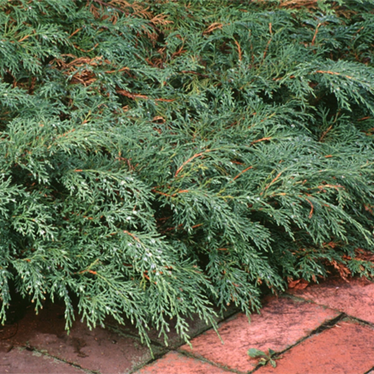 Microbiota Decussata Siberian Cypress | SiteOne US