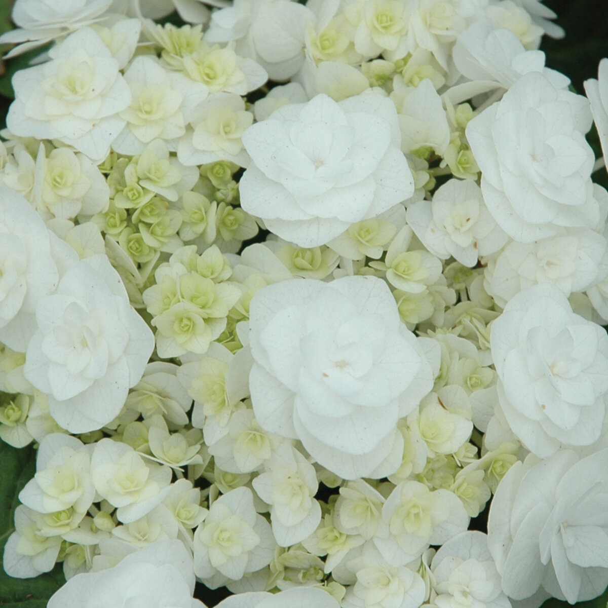 Hydrangea Macrophylla Double Delights Wedding Gown Dancing Snow Lacecap ...