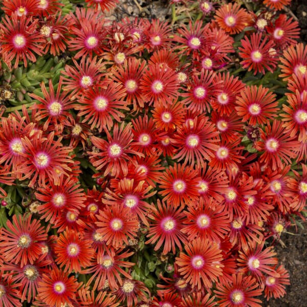 Delosperma X 'Red Mountain Flame' Ice Plant | SiteOne