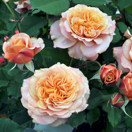 Rosa Grandiflora Sunbelt Crazy Love Rose | SiteOne