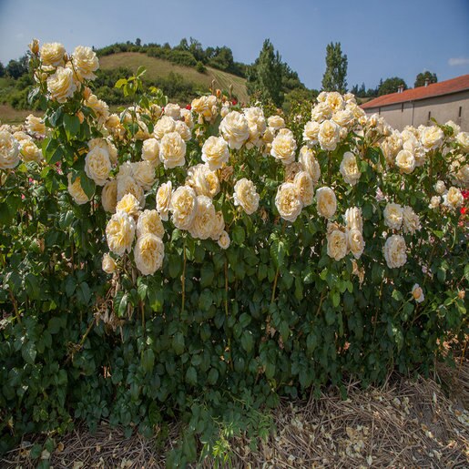 Rosa X Meikaquinz Moonlight Romantica Hybrid Tea Rose | SiteOne