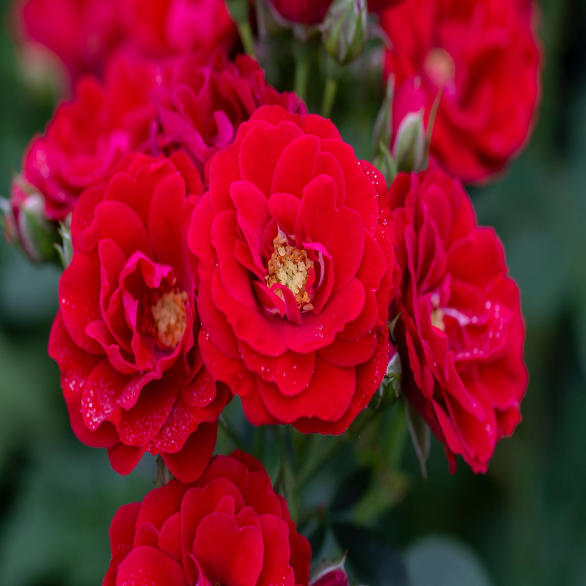Rosa X Overedclimb Cherry Frost Climbing Rose | SiteOne