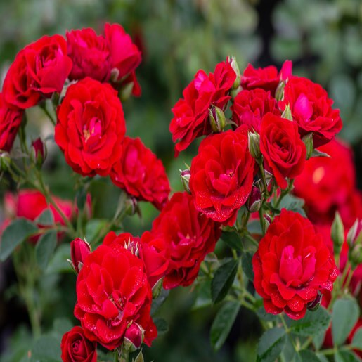 Rosa X Overedclimb Cherry Frost Climbing Rose | SiteOne