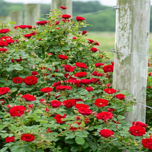 Rosa X Overedclimb Cherry Frost Climbing Rose | SiteOne