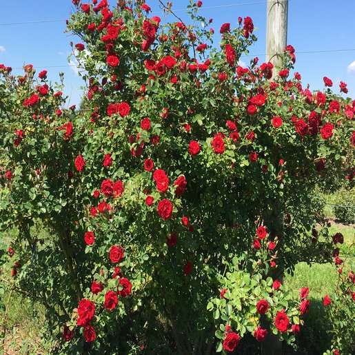 Rosa X Overedclimb Cherry Frost Climbing Rose | SiteOne