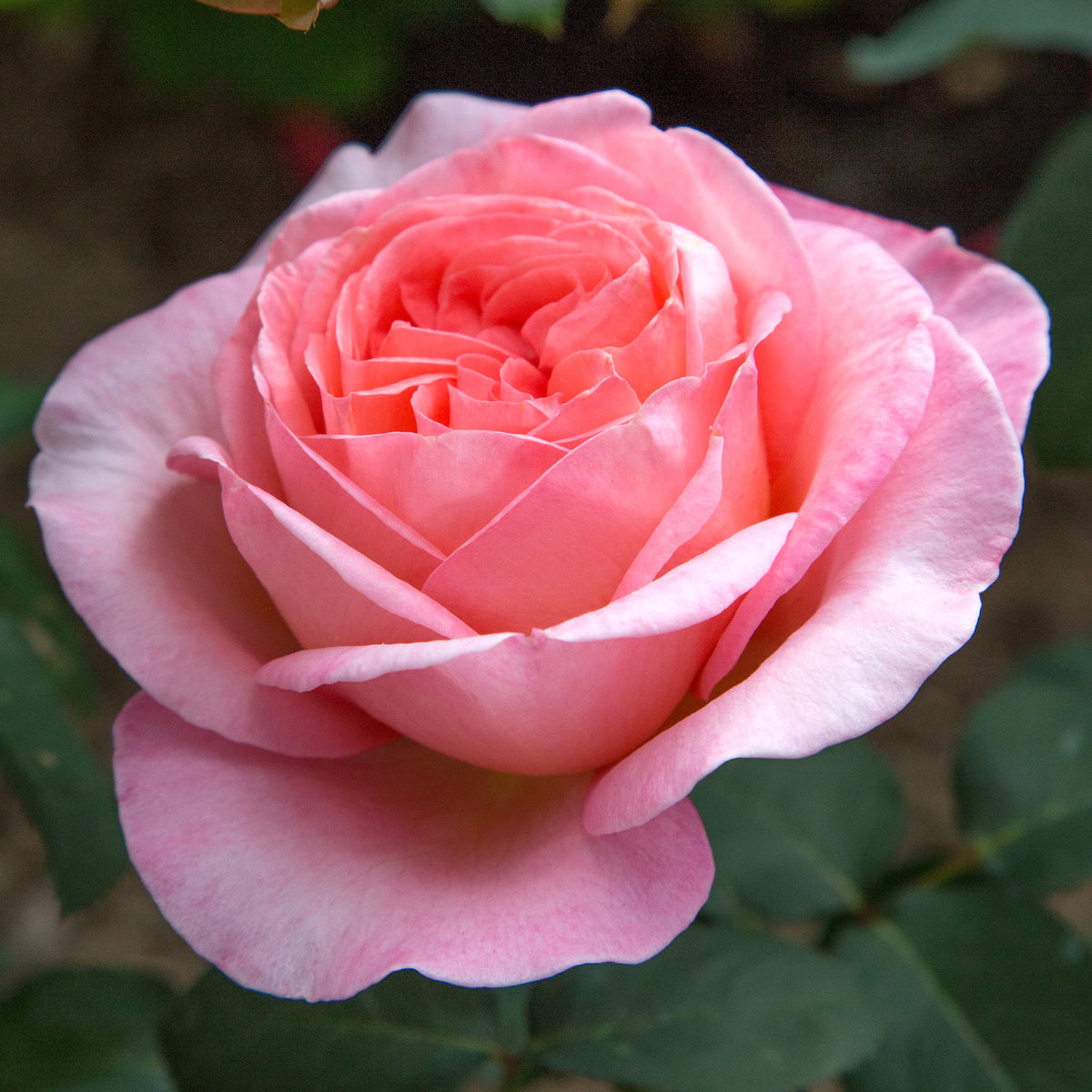 Rosa X Sweet Mademoiselle Hybrid Tea Rose | SiteOne