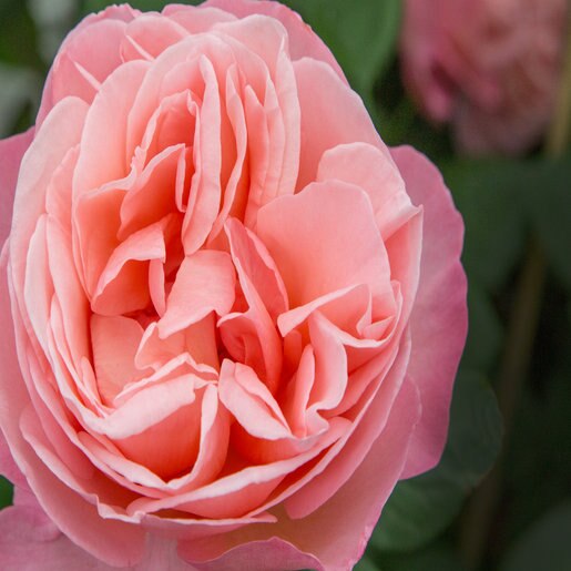 Rosa X Sweet Mademoiselle Hybrid Tea Rose | SiteOne