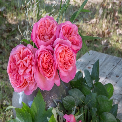 Rosa X Sweet Mademoiselle Hybrid Tea Rose | SiteOne