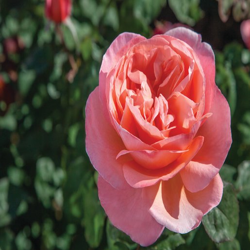 Rosa X Sweet Mademoiselle Hybrid Tea Rose | SiteOne