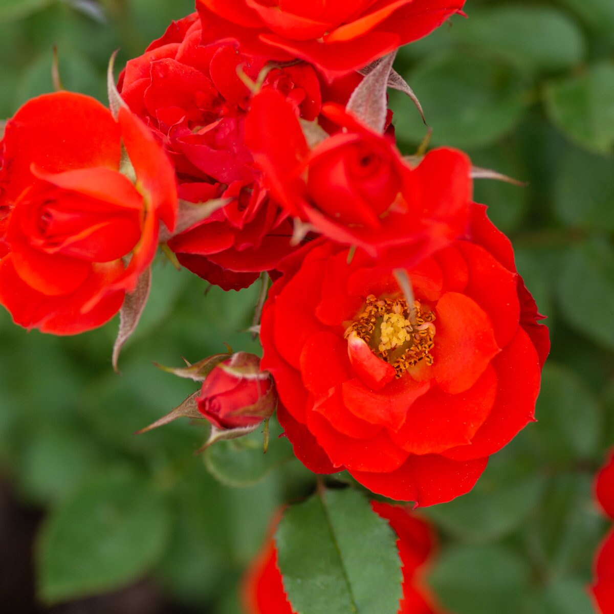 Rosa X Sunblaze Autumn Miniature Rose | SiteOne