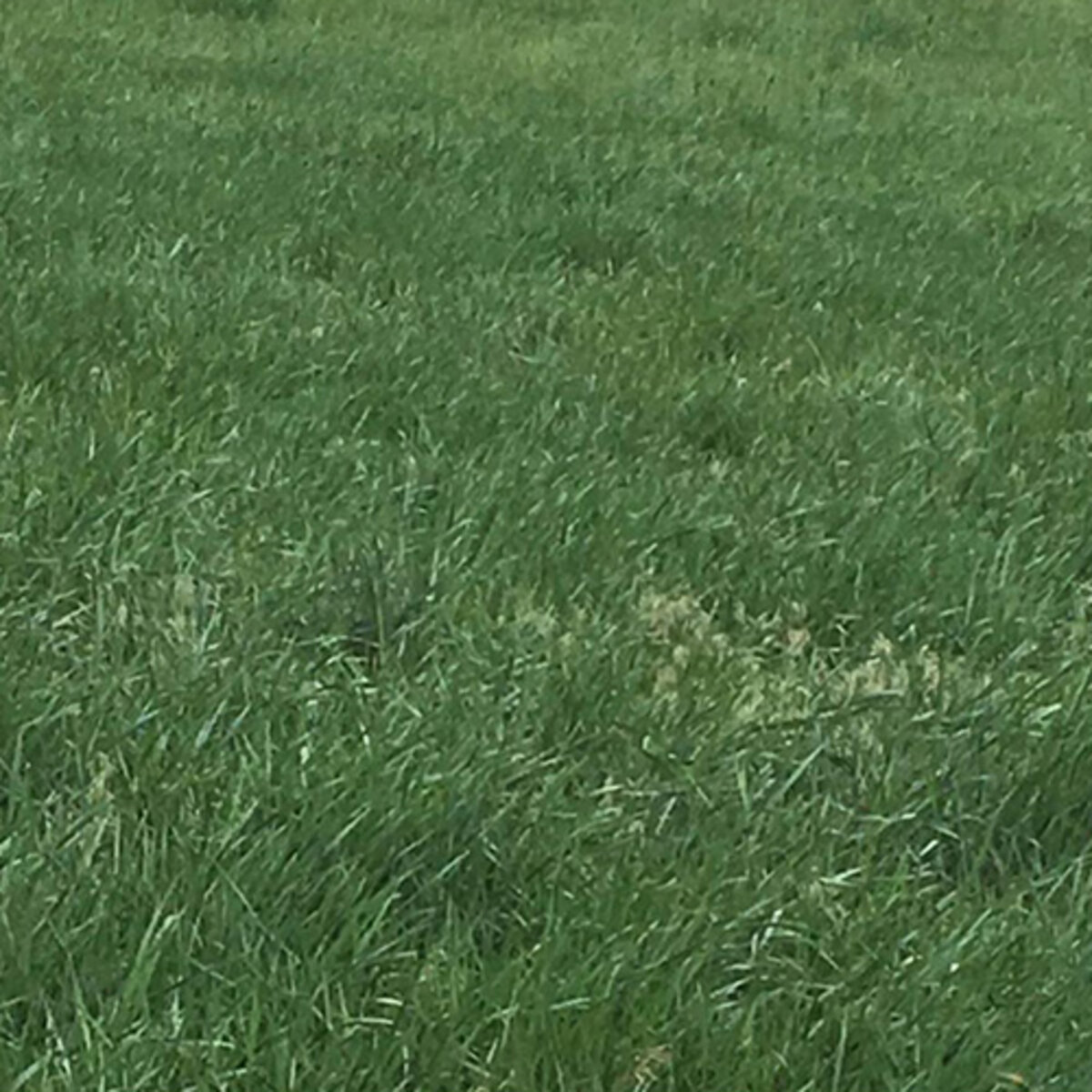 Dryland Pasture Seed Mix (5# bag) | SiteOne