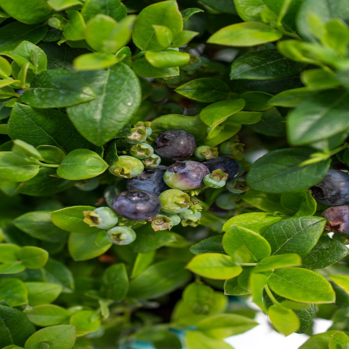 Vaccinium X Southern Bluebelle Bushel & Berry Blueberry | SiteOne