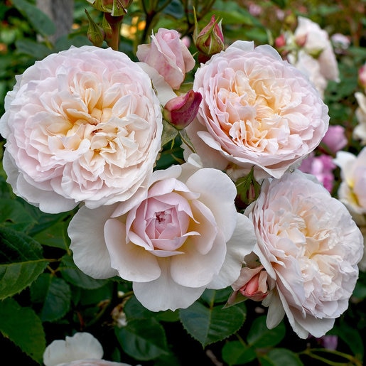 Rosa X Emily Bronte David Austin English Shrub Rose | SiteOne