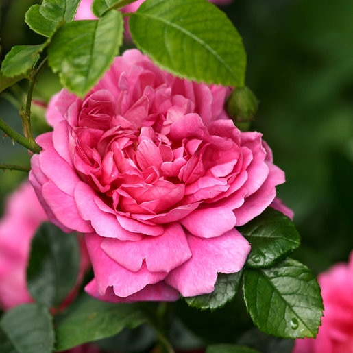 Rosa X Princess Anne David Austin English Shrub Rose | SiteOne