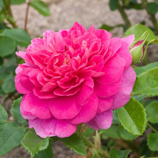 Rosa X Princess Anne David Austin English Shrub Rose | SiteOne