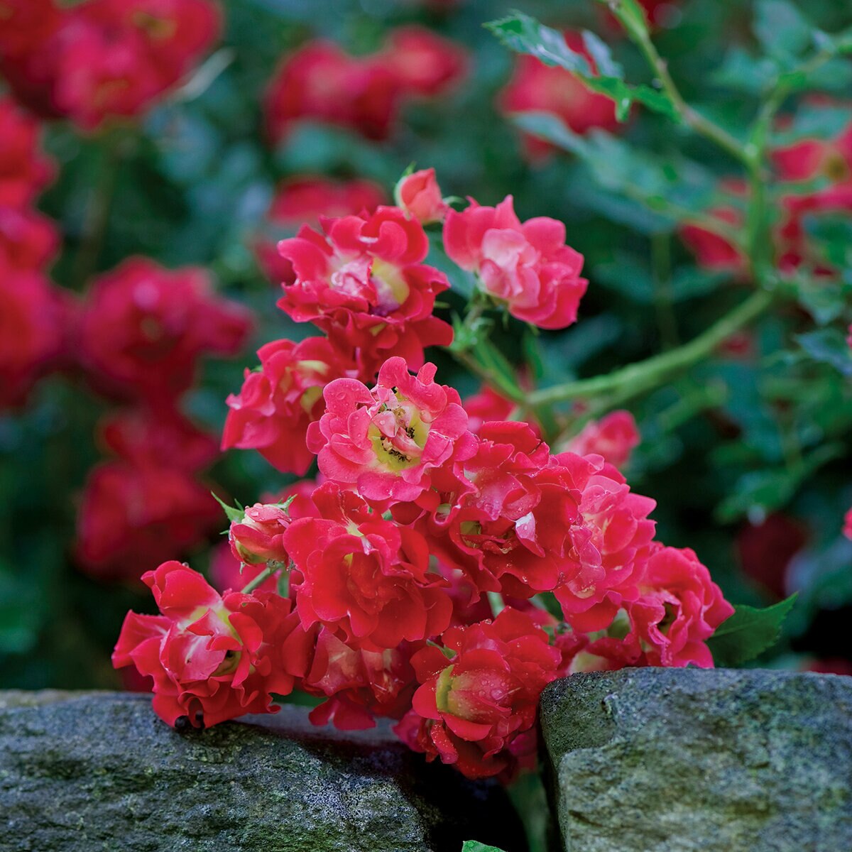 Rosa X Red Drift Rose | SiteOne