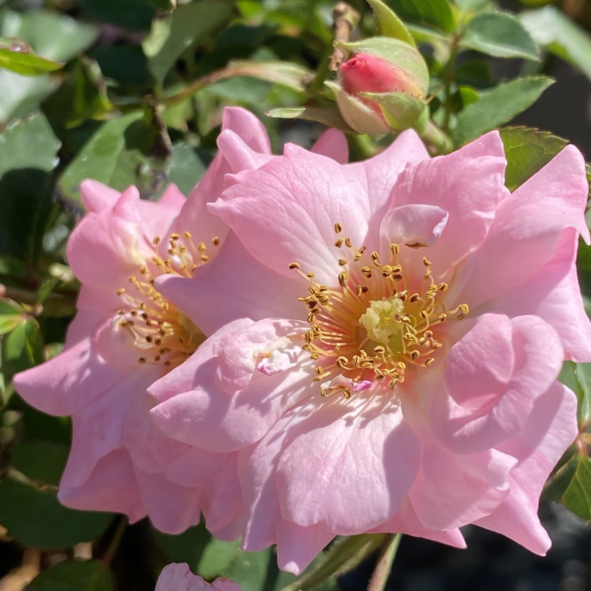 Rosa X Blushing Drift Rose | SiteOne